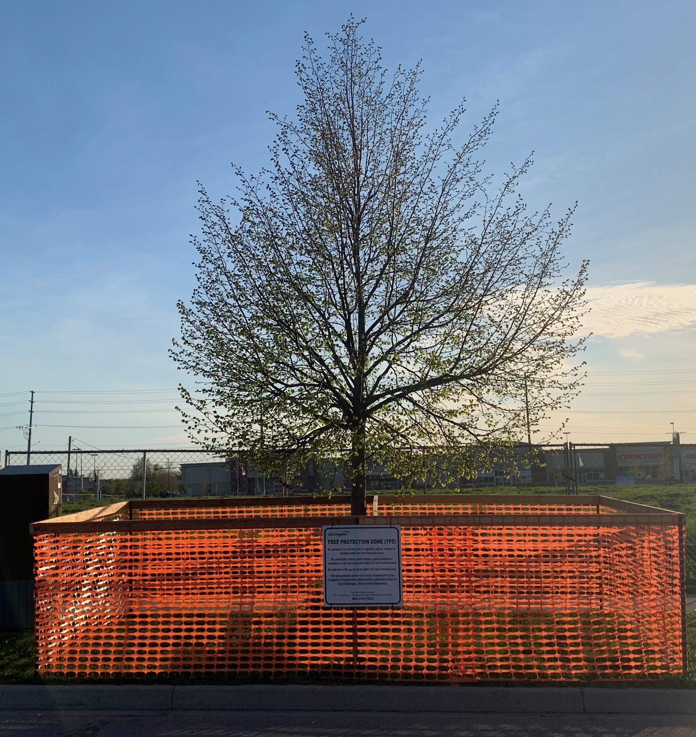 New online guide available to help navigate tree protection and tree ...