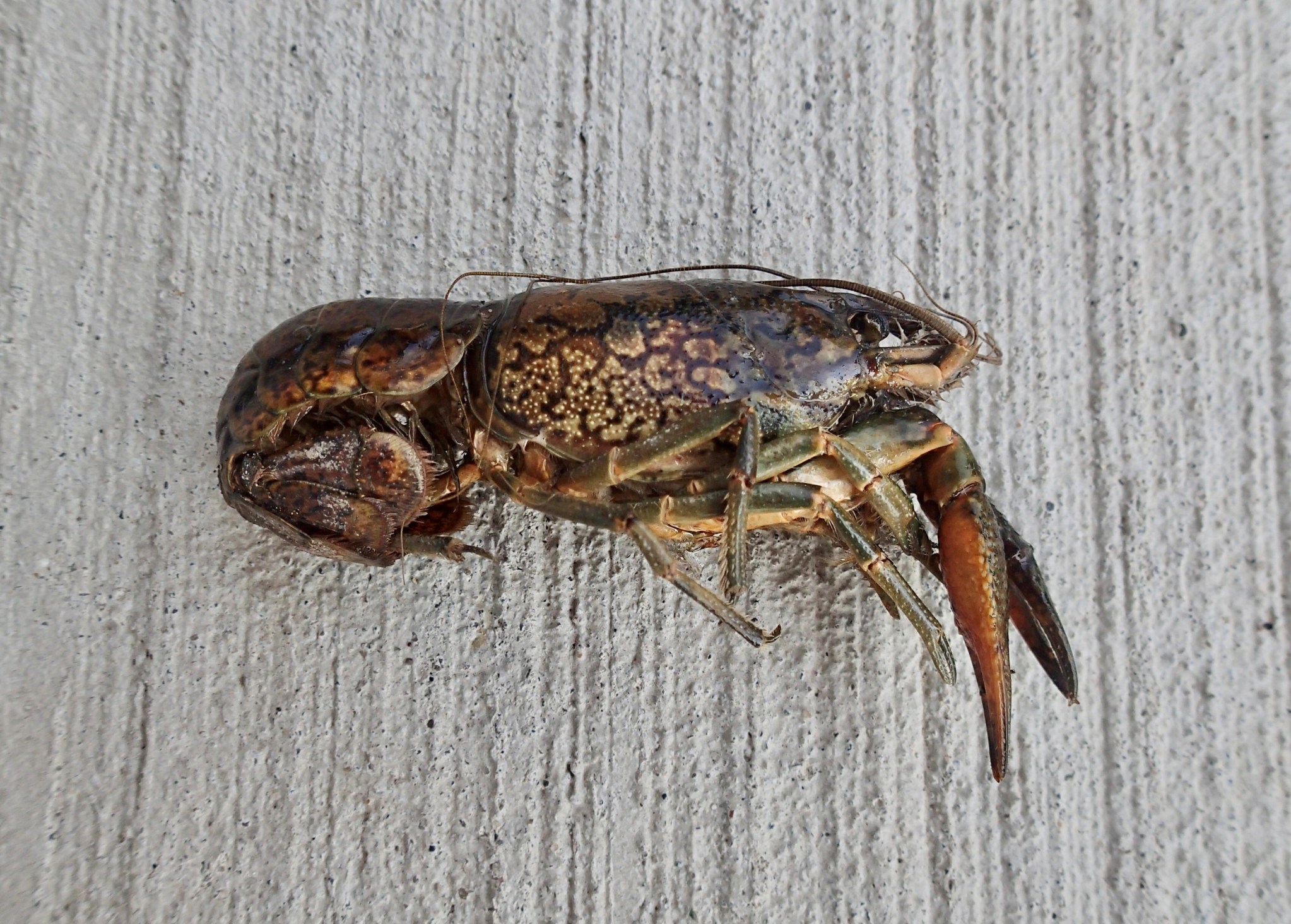 Invasive Marbled Crayfish Found for First Time in Ontario – Take Action ...